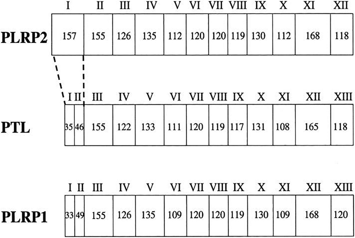 Frontiers | Structure and Function of Pancreatic Lipase-Related Protein ...