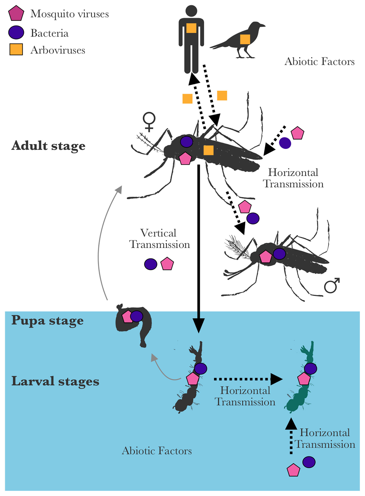 Frontiers | Symbiotic Interactions Between Mosquitoes and Mosquito Viruses