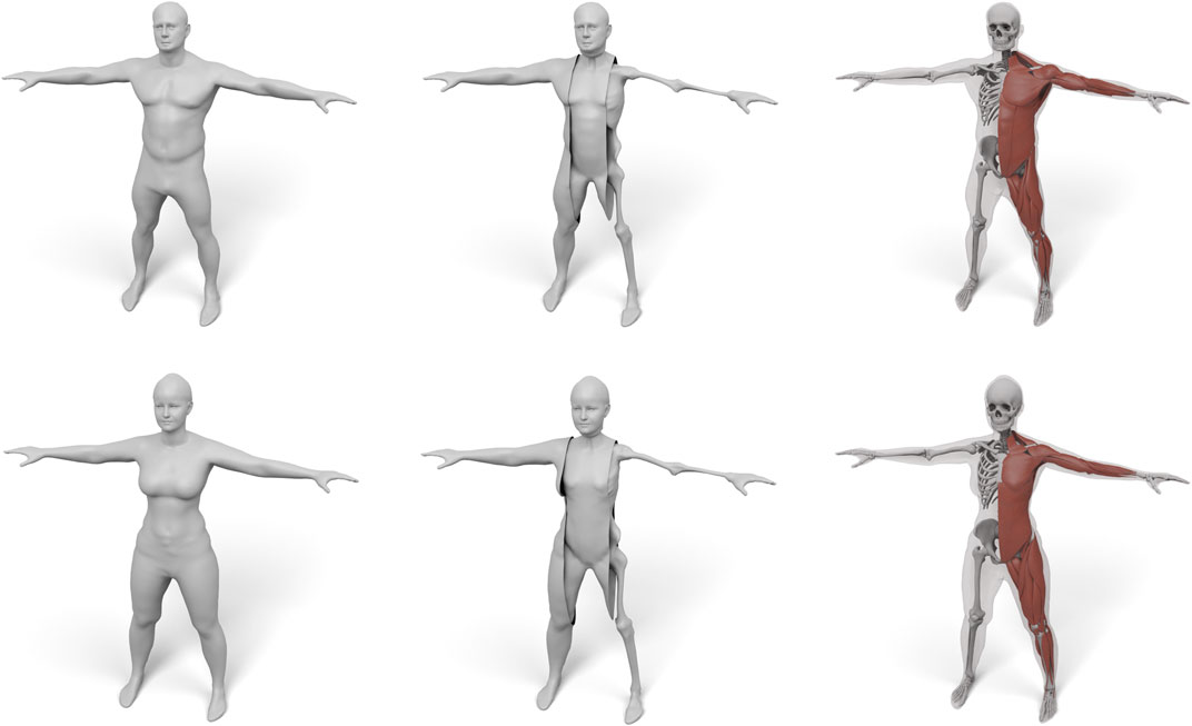 Frontiers | Inside Humans: Creating a Simple Layered Anatomical Model ...