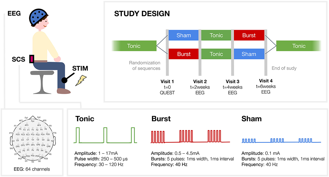 Frontiers | Modulation of the Somatosensory Evoked Potential by ...