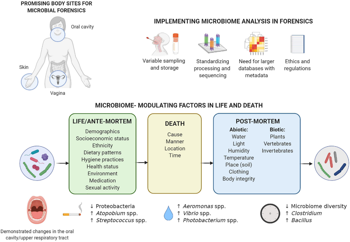 Frontiers | At the Interface of Life and Death: Post-mortem and Other ...