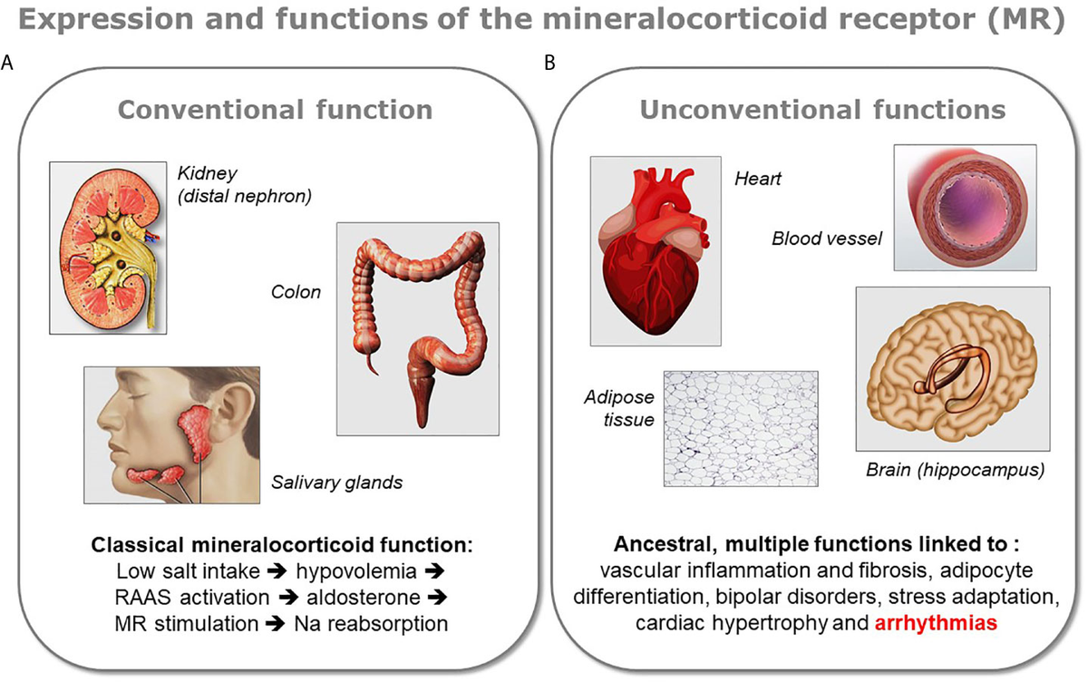 Frontiers | The Cardiac Mineralocorticoid Receptor (MR): A Therapeutic ...