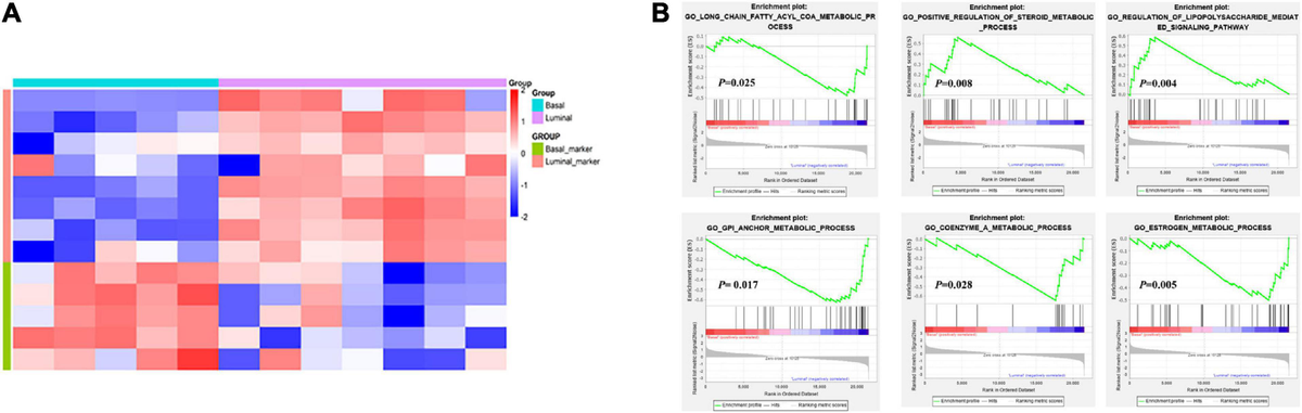 Frontiers | Integrative Transcriptomic, Lipidomic, and Metabolomic Analysis Reveals Potential ...
