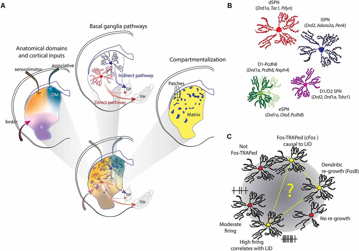Frontiers | Striatal Control of Movement: A Role for New Neuronal (Sub ...