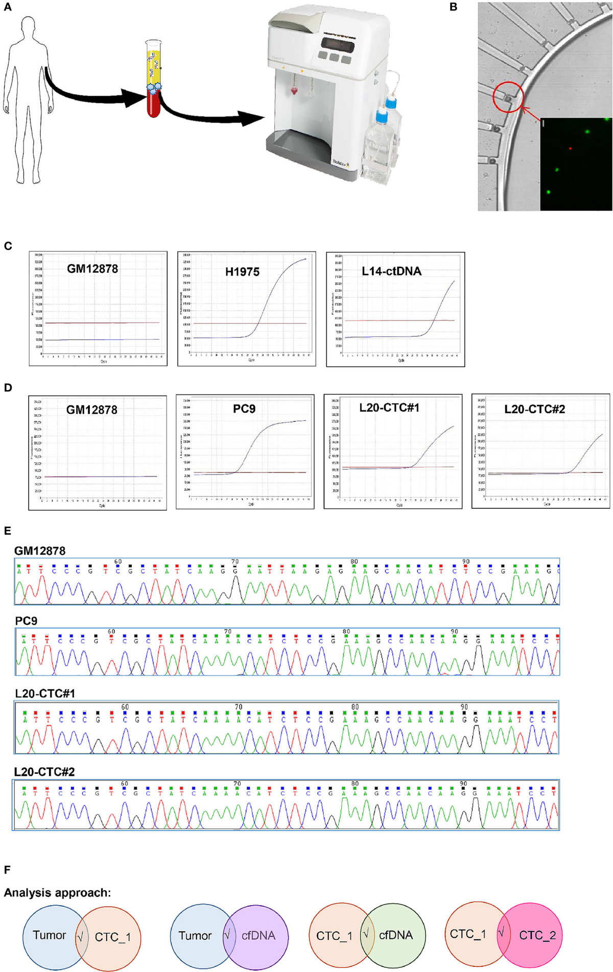 Frontiers | Complementary Sequential Circulating Tumor Cell (CTC) and Cell-Free Tumor DNA (ctDNA ...