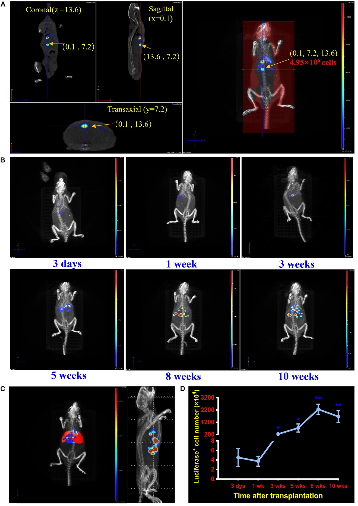 Frontiers | A Three-Dimensional Imaging Method for the Quantification ...