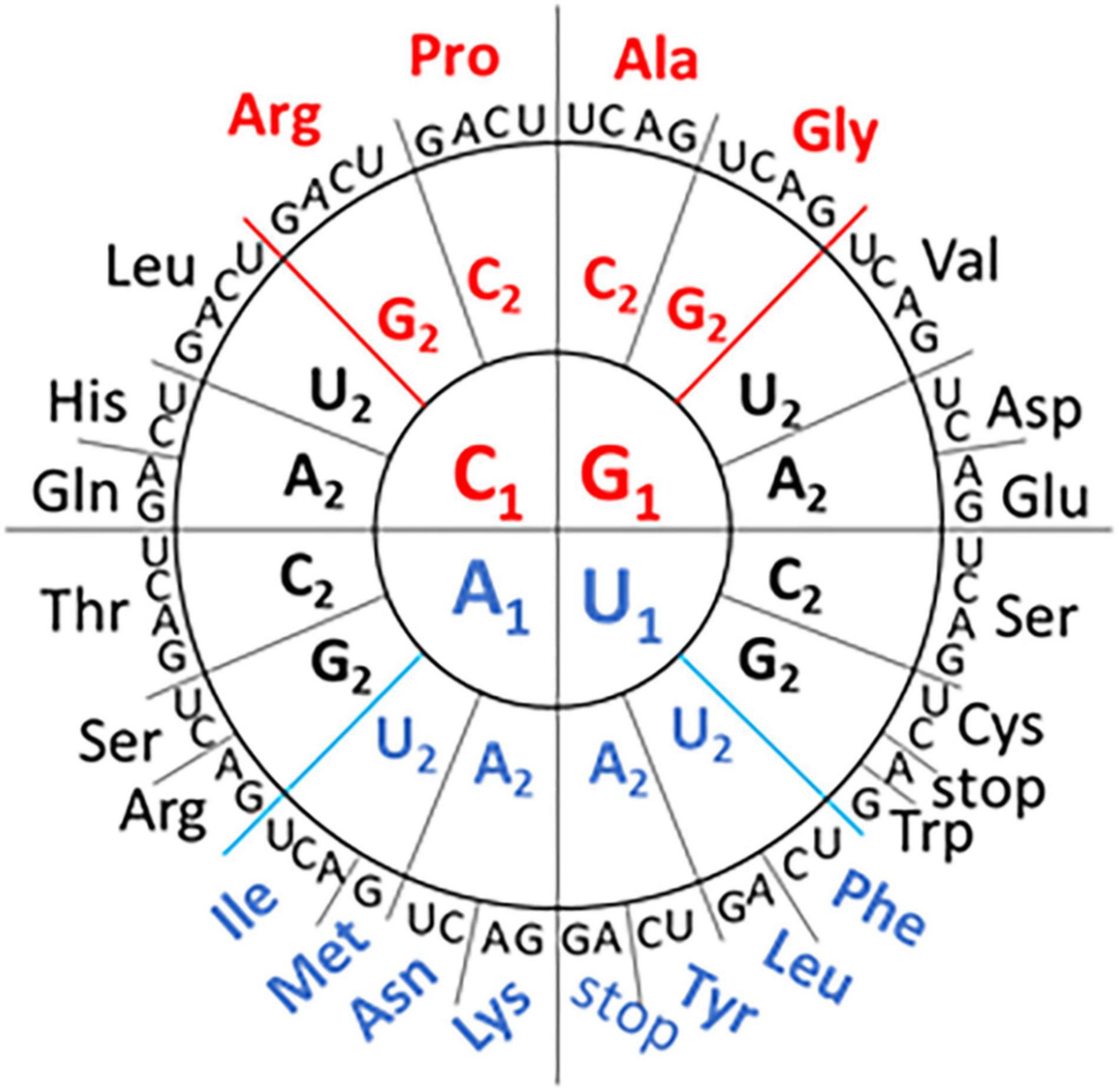 Frontiers | A Codon-Pair Bias Associated With Network Interactions in ...