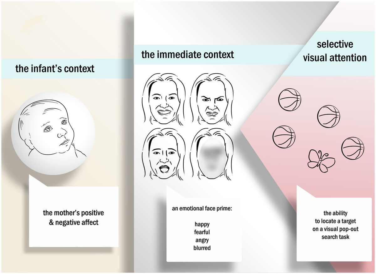 Frontiers | Infants’ Selective Visual Attention Is Dependent on ...