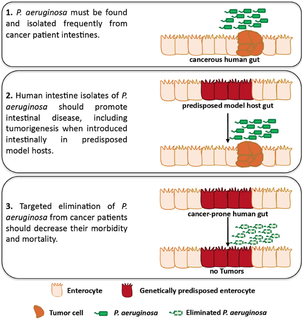 Frontiers | Pathogenesis of intestinal Pseudomonas aeruginosa infection ...