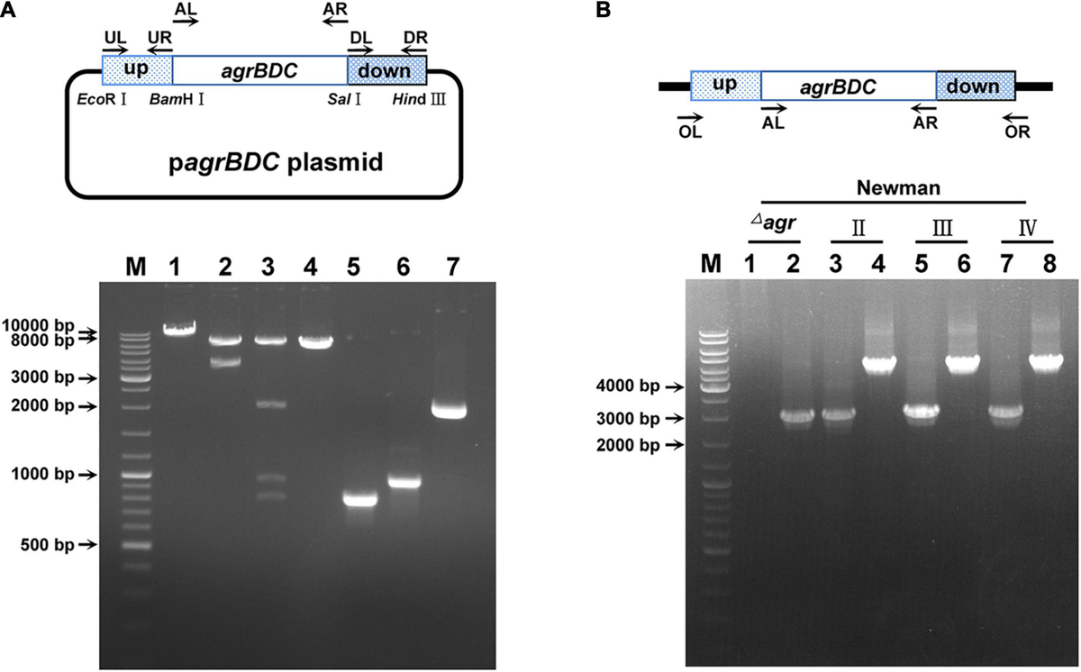 Frontiers | Accessory Gene Regulator (agr) Allelic Variants in Cognate ...