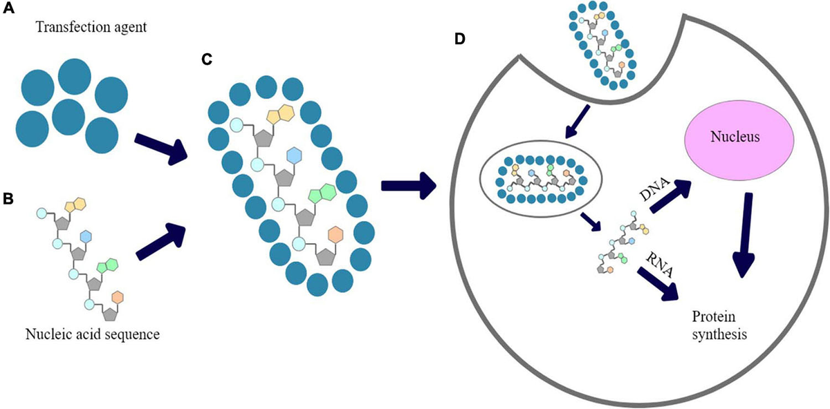 Frontiers | An Overview of Methods and Tools for Transfection of ...