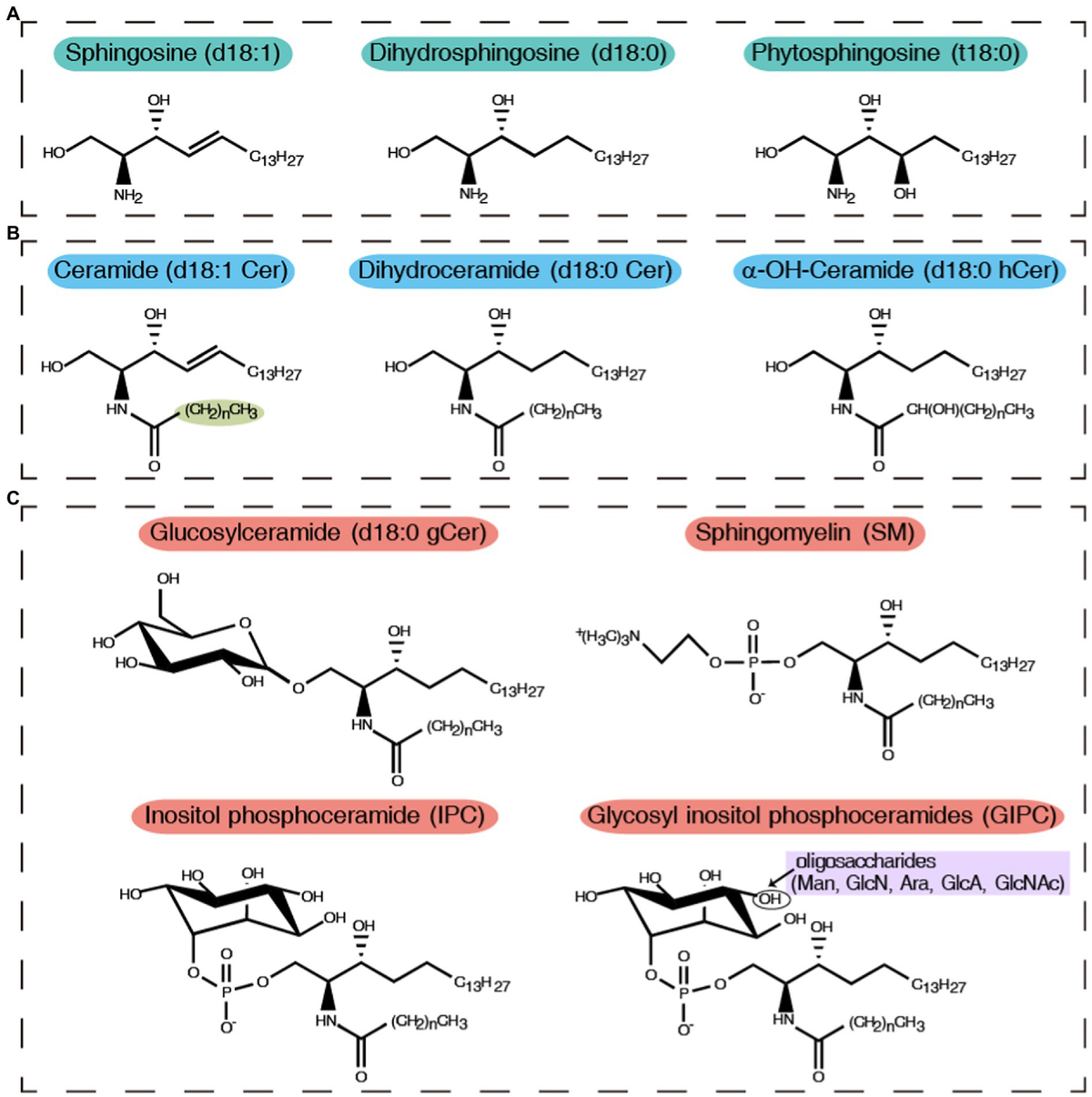 Frontiers | Functions of Sphingolipids in Pathogenesis During Host ...