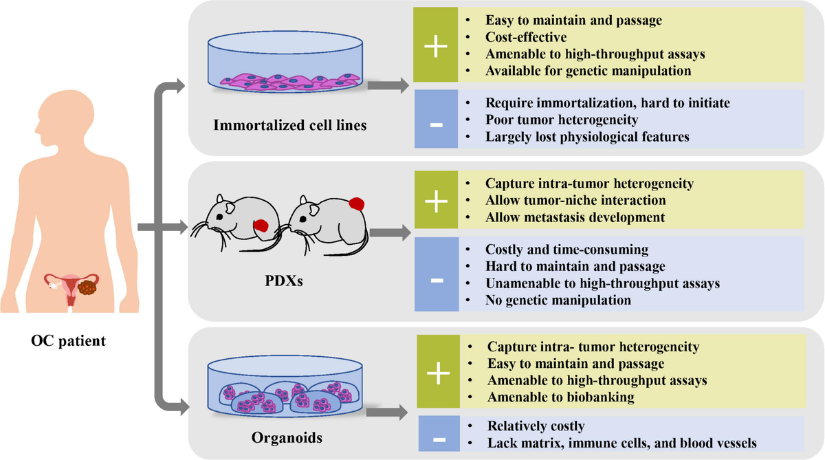Frontiers | Application of Ovarian Cancer Organoids in Precision ...