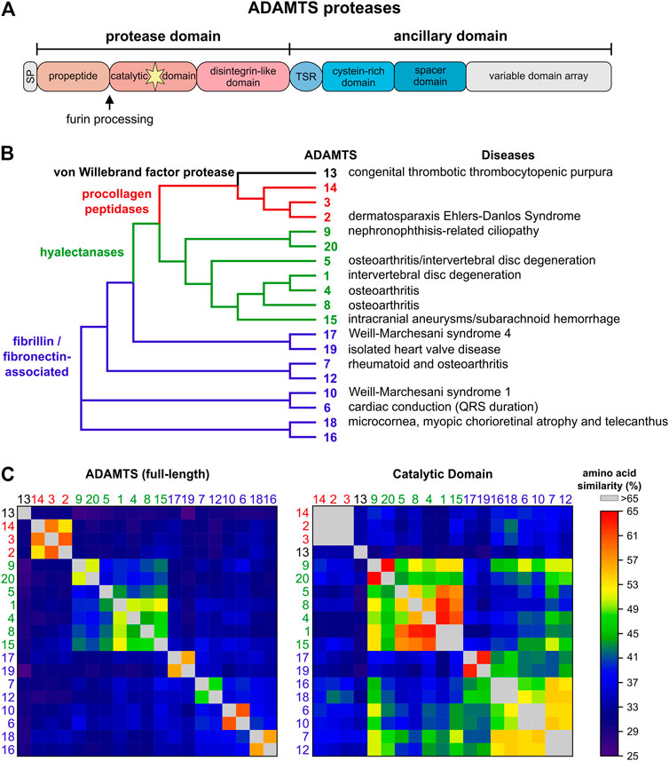 Frontiers | Regulation of ADAMTS Proteases