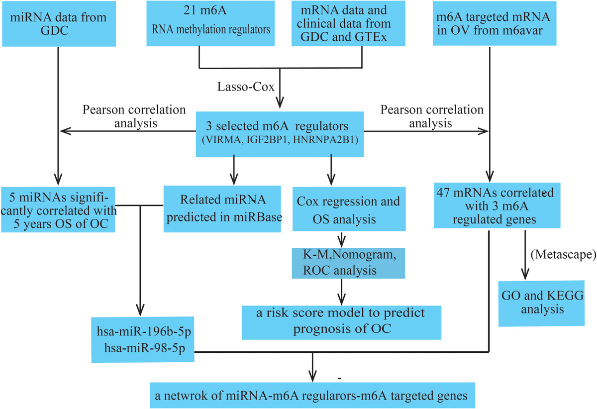 Frontiers | A Risk Score Model Incorporating Three m6A RNA Methylation ...