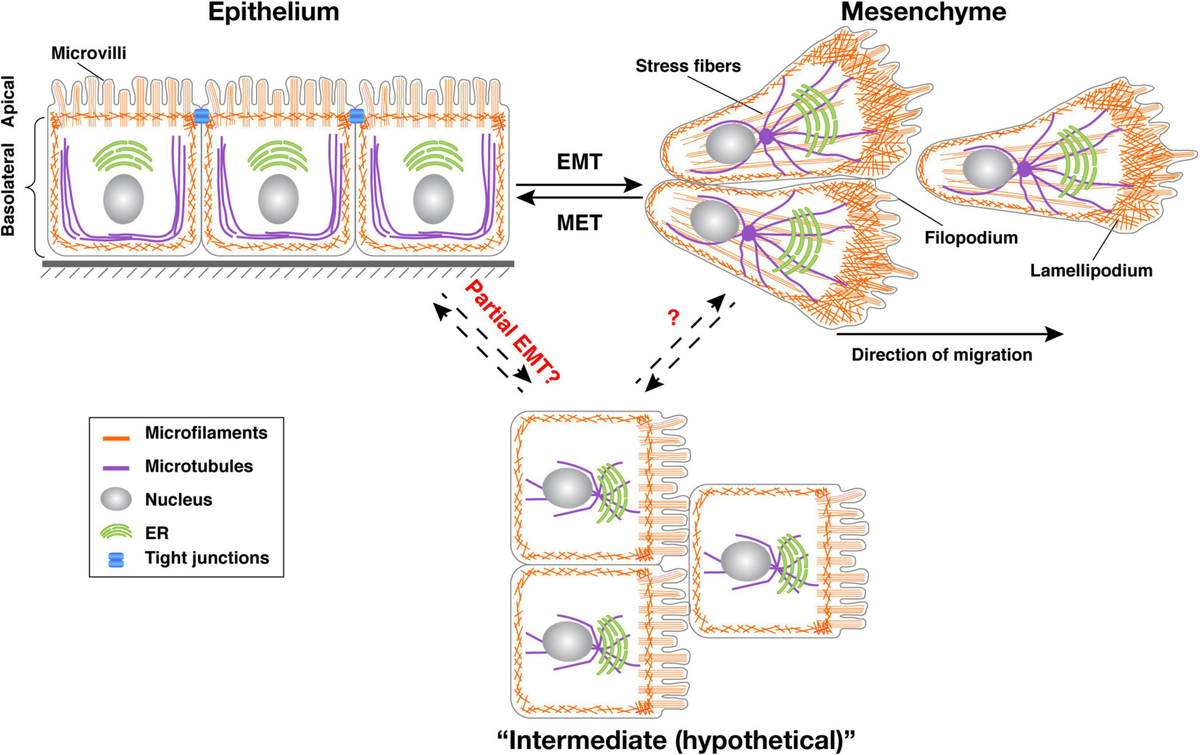 Frontiers | Born to Run? Diverse Modes of Epithelial Migration