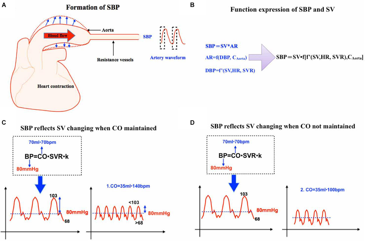 Frontiers | SBP Is Superior to MAP to Reflect Tissue Perfusion and ...