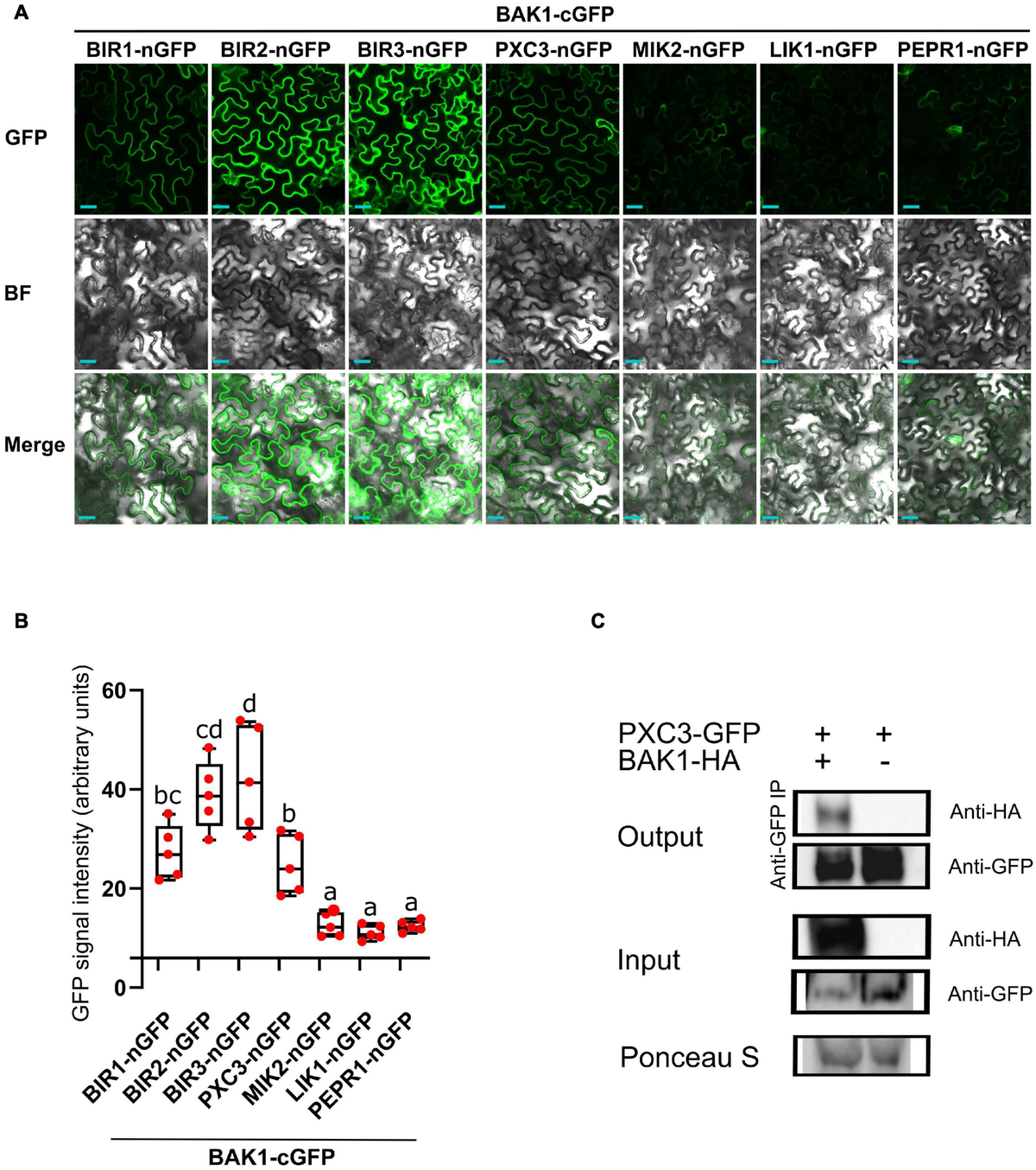 Frontiers | The Phloem Intercalated With Xylem-Correlated 3 Receptor ...