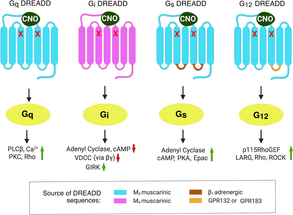 Frontiers | Designer GPCRs as Novel Tools to Identify Metabolically ...