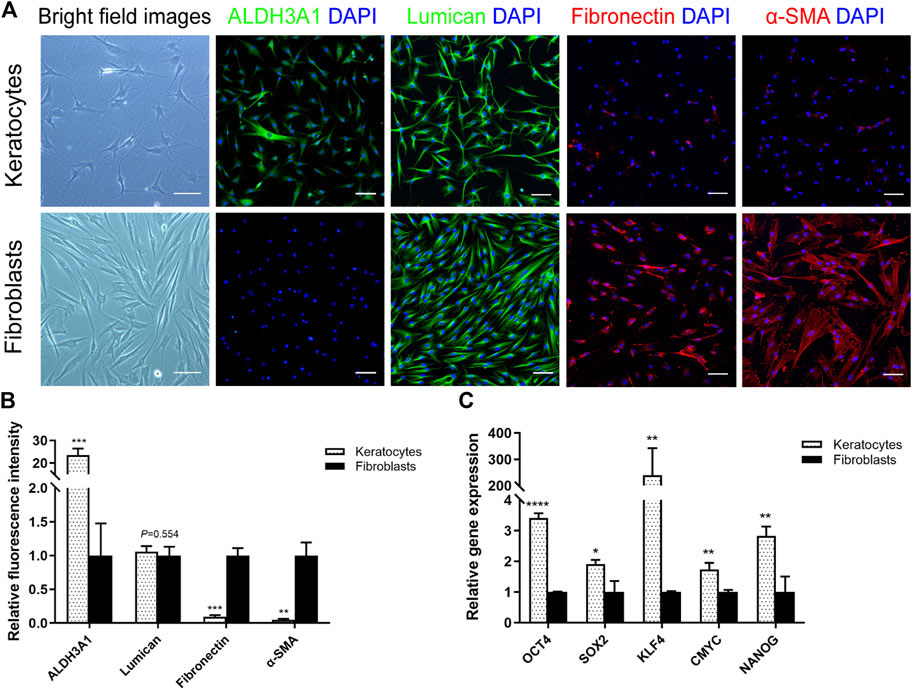 Frontiers | Mechanotransduction Regulates Reprogramming Enhancement in ...