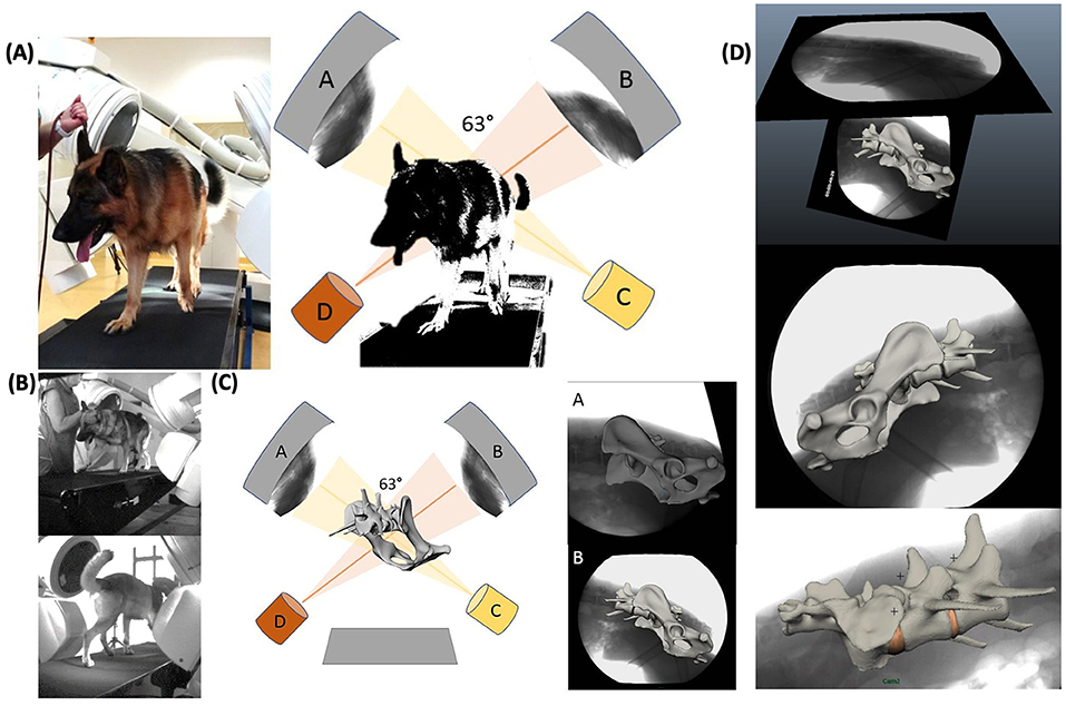 Frontiers | Three-Dimensional Kinematics of the Pelvis and Caudal ...