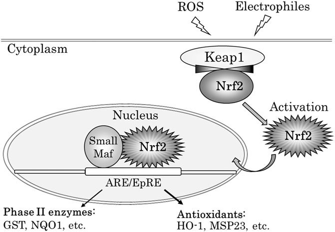 Frontiers | Potential of NRF2 Pathway in Preventing Developmental and ...
