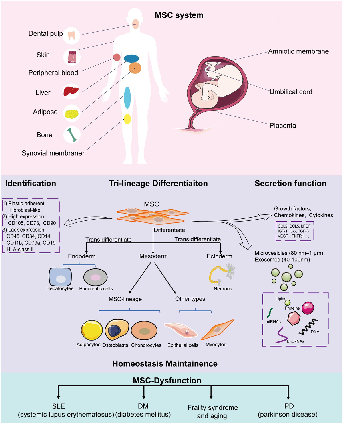 Frontiers Long Non Coding Rna Regulation Of Mesenchymal Stem Cell
