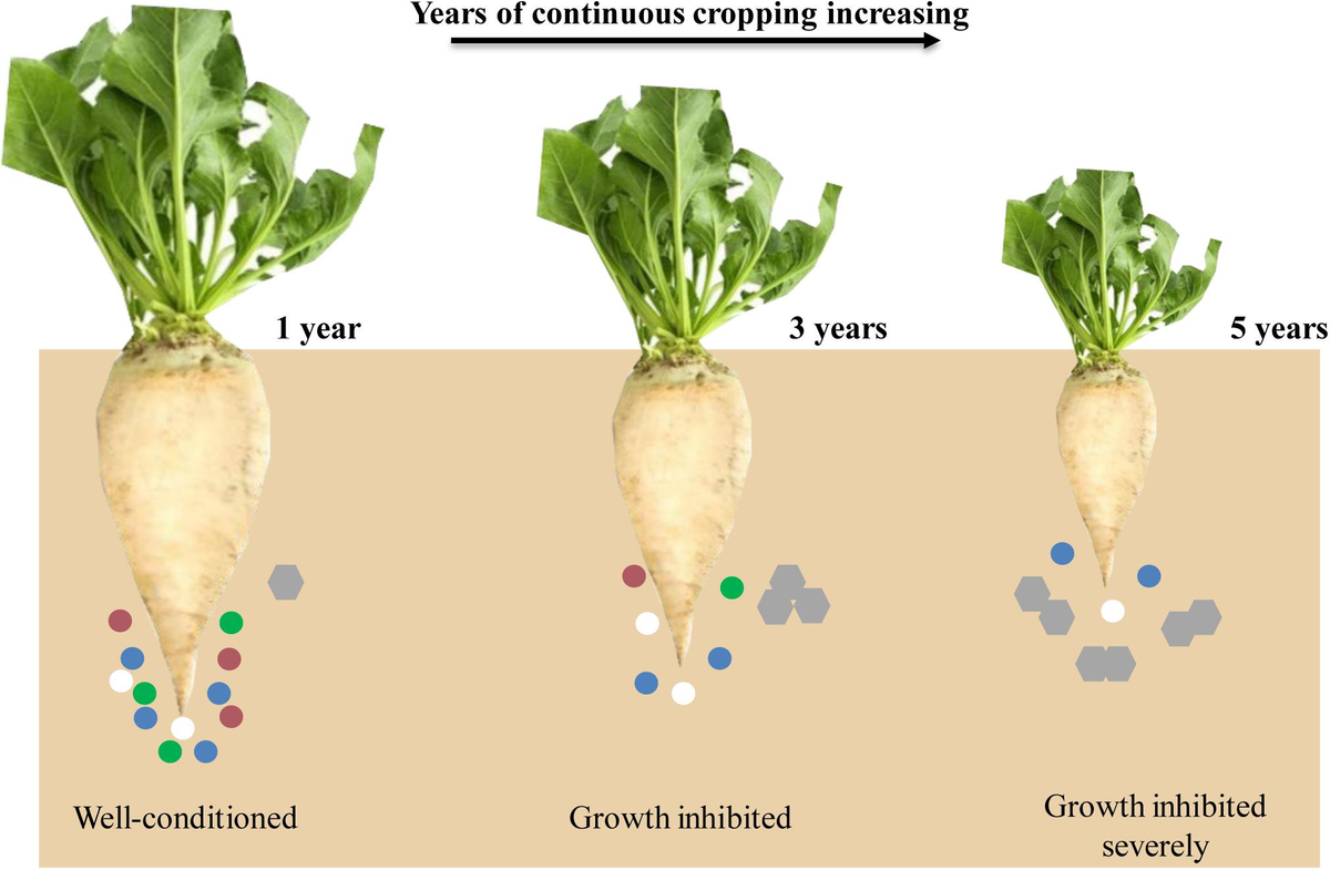 Frontiers | Integration of Transcriptomics and Metabolomics Reveals the ...