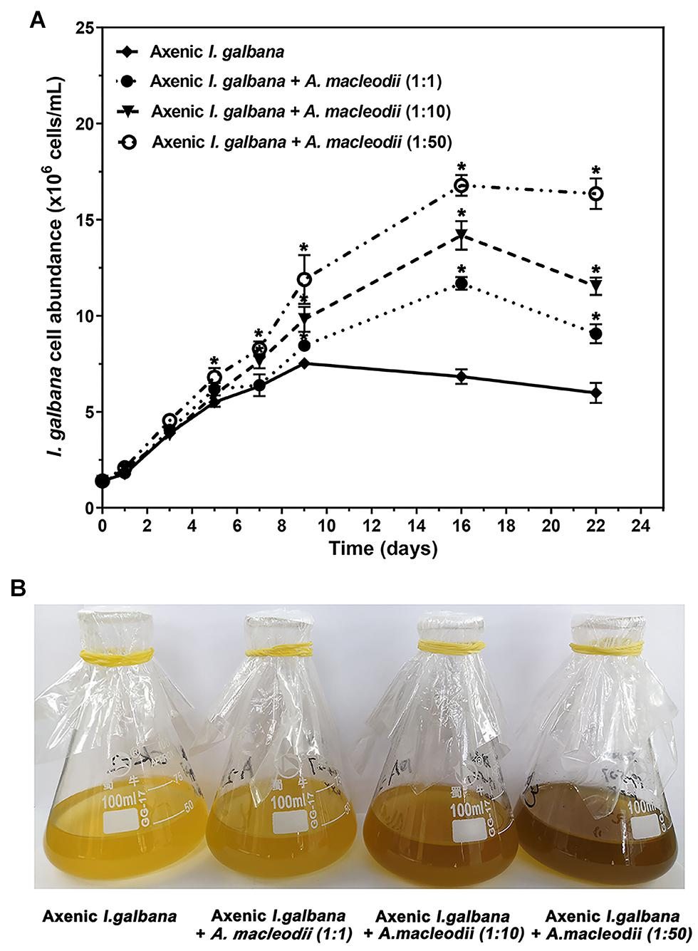 Frontiers | RNA-seq Insights Into the Impact of Alteromonas macleodii ...