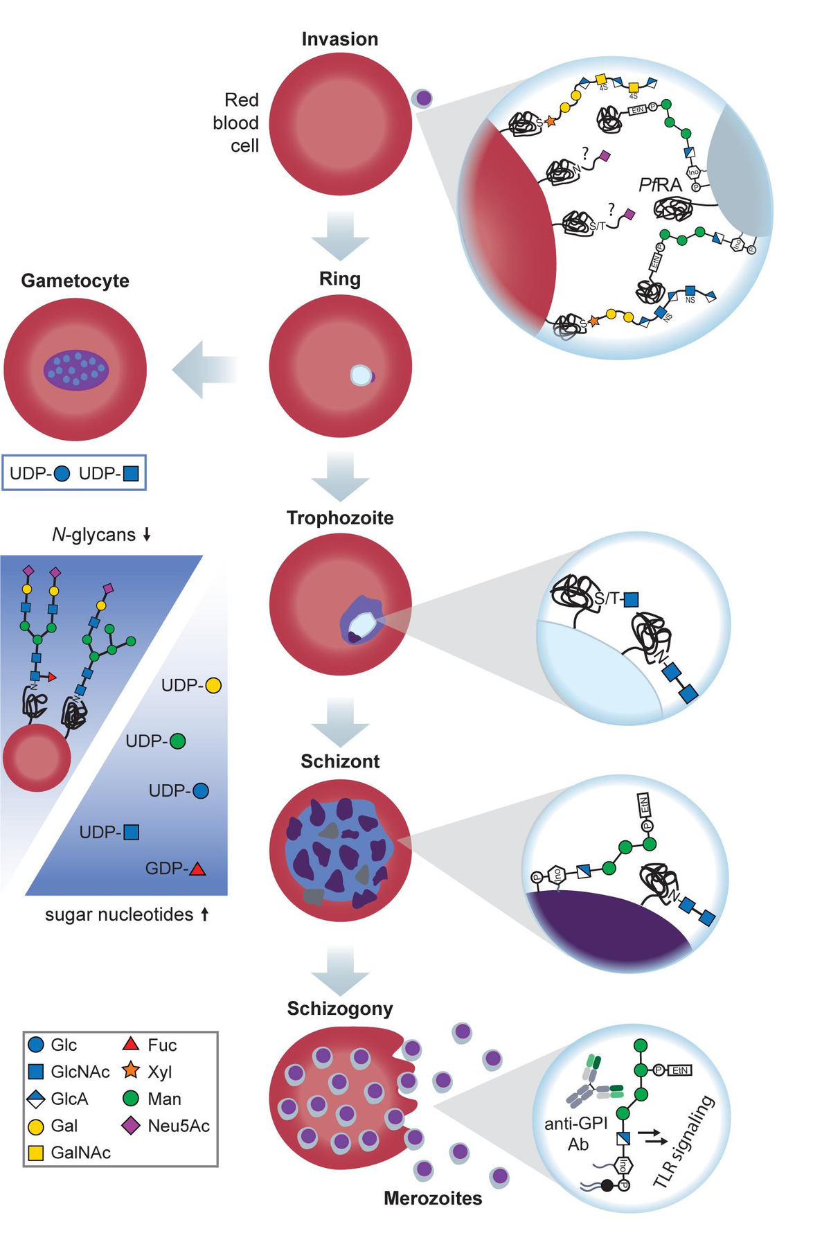 Frontiers | Unveiling the Sugary Secrets of Plasmodium Parasites