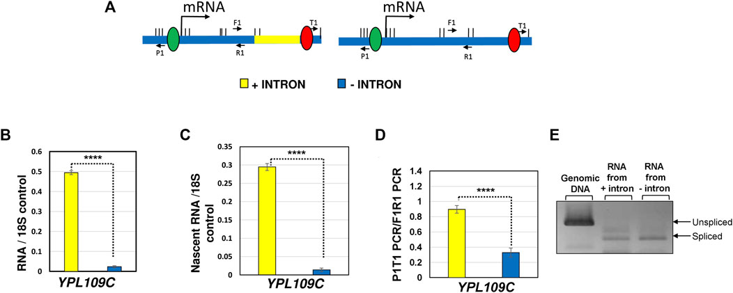 Frontiers | Proximity to the Promoter and Terminator Regions Regulates ...