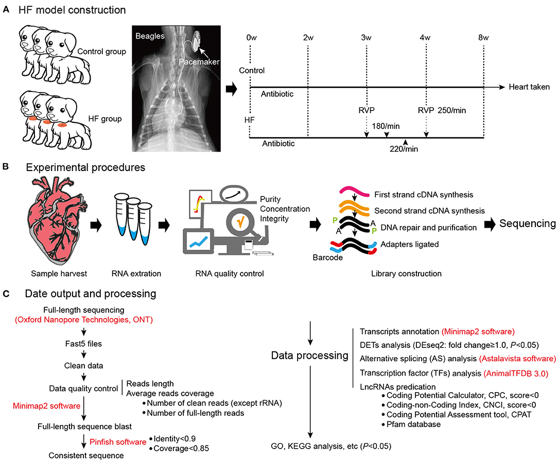 Frontiers | Full-Length Transcriptome Sequencing: An Insight Into the ...