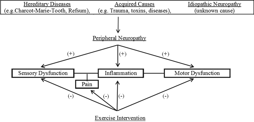 Frontiers | Benefits of exercise intervention in reducing neuropathic pain