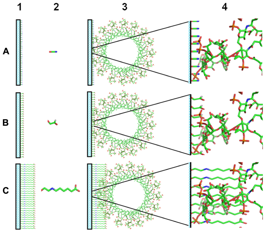 Frontiers | LPS inmobilization on porous and non-porous supports as an ...