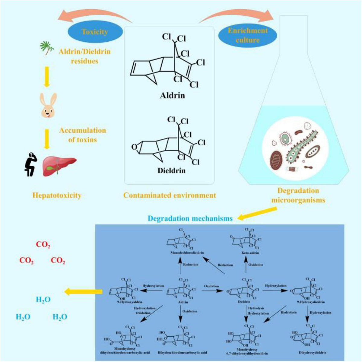 Frontiers | Microbial Degradation of Aldrin and Dieldrin: Mechanisms ...