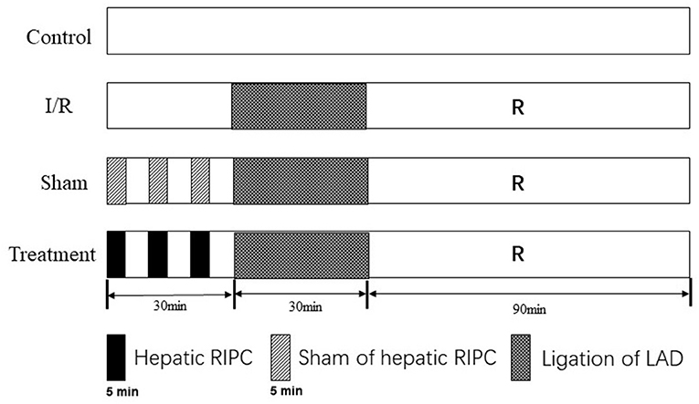 Frontiers | Hepatic Remote Ischemic Preconditioning (RIPC) Protects ...