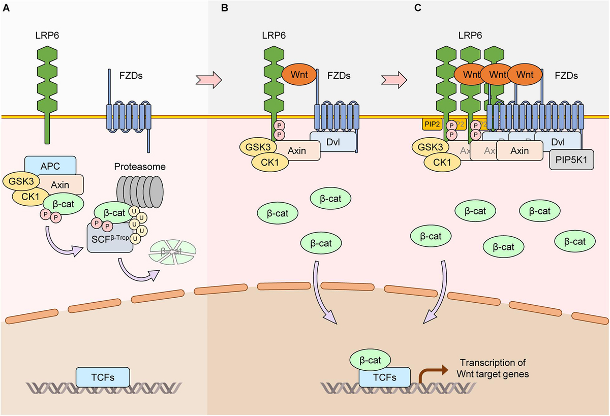 Frontiers | Regulation of the Low-Density Lipoprotein Receptor-Related ...