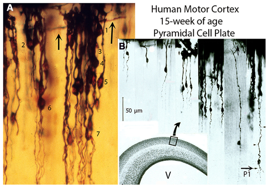Frontiers | The mammalian neocortex new pyramidal neuron: a new conception