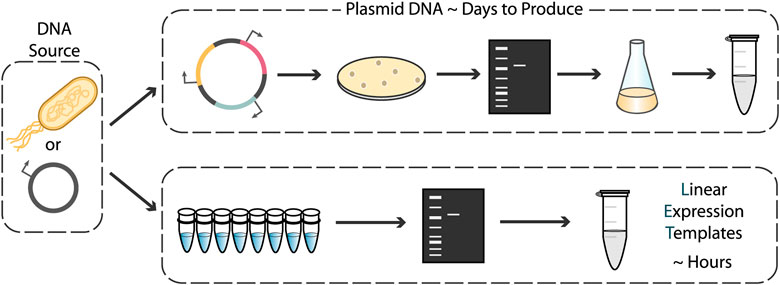 Frontiers | Effective Use of Linear DNA in Cell-Free Expression Systems