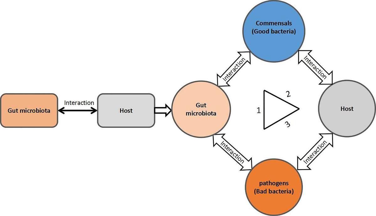 Frontiers | Mechanism of the Gut Microbiota Colonization Resistance and ...