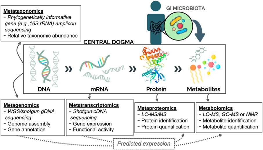 Frontiers | Microbiome-Mediated Immune Signaling in Inflammatory Bowel ...