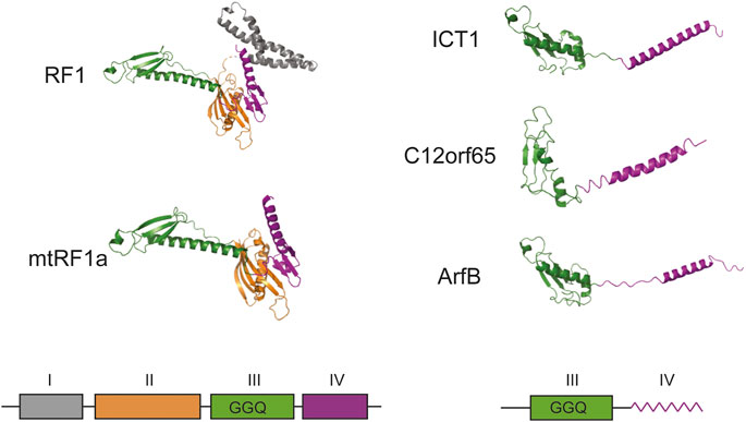 Frontiers | Functional Diversity of Mitochondrial Peptidyl-tRNA ...