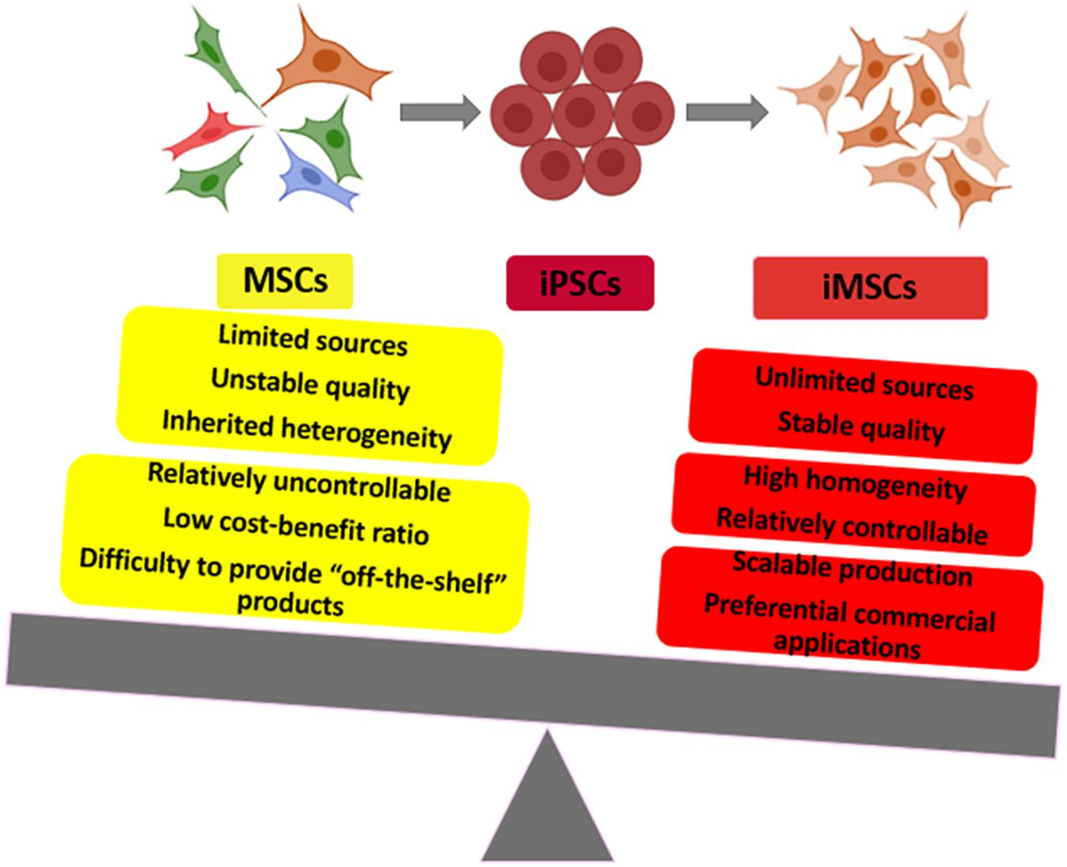 Frontiers | Induced Pluripotent Stem Cell-Derived Mesenchymal Stem Cells Hold Lower ...