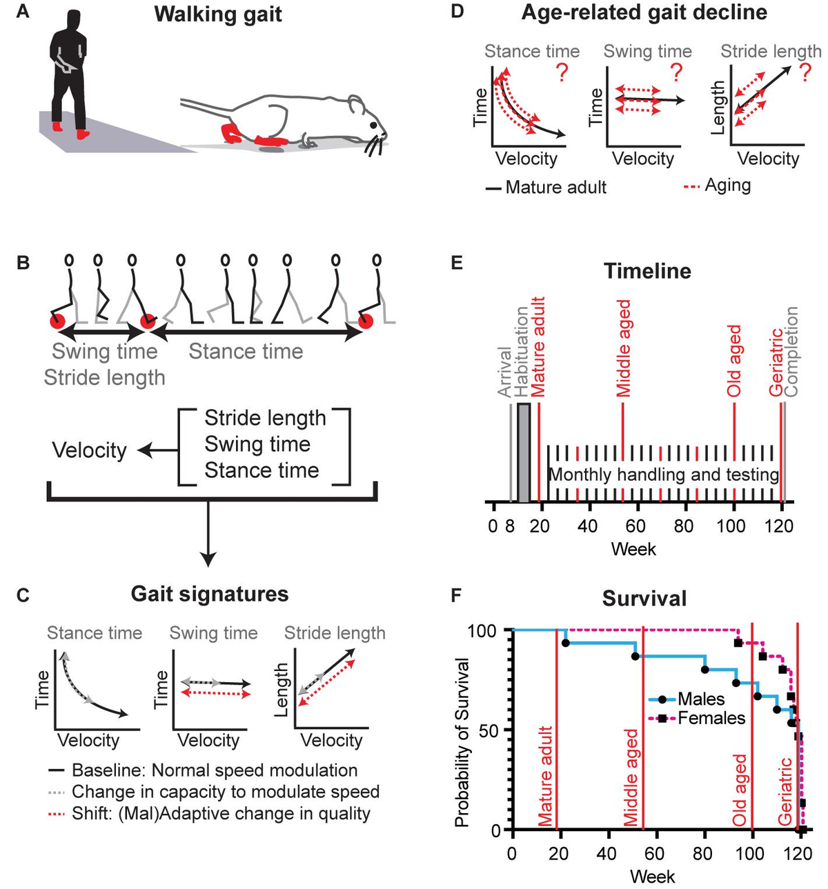 Frontiers | Shifts in Gait Signatures Mark the End of Lifespan in Mice, With Sex Differences in ...