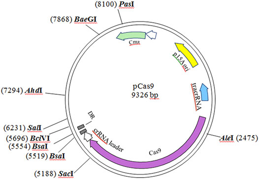 Frontiers | Wobble Editing of Cre-box by Unspecific CRISPR/Cas9 Causes ...