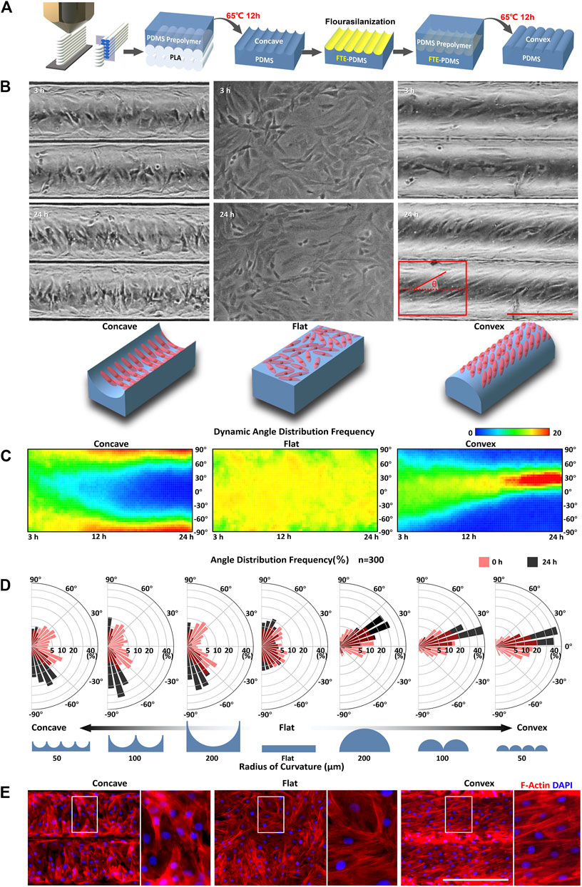 Frontiers | Emergent Differential Organization of Airway Smooth Muscle ...
