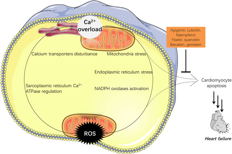 Frontiers | Navigating Calcium and Reactive Oxygen Species by Natural ...