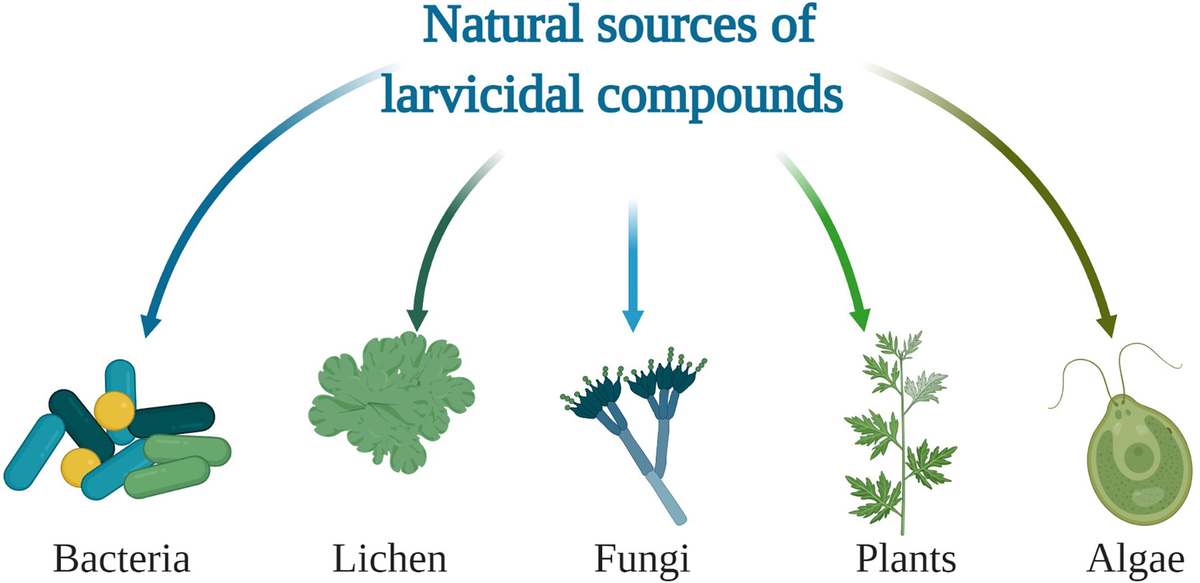 Frontiers | Naturally Occurring Compounds With Larvicidal Activity ...
