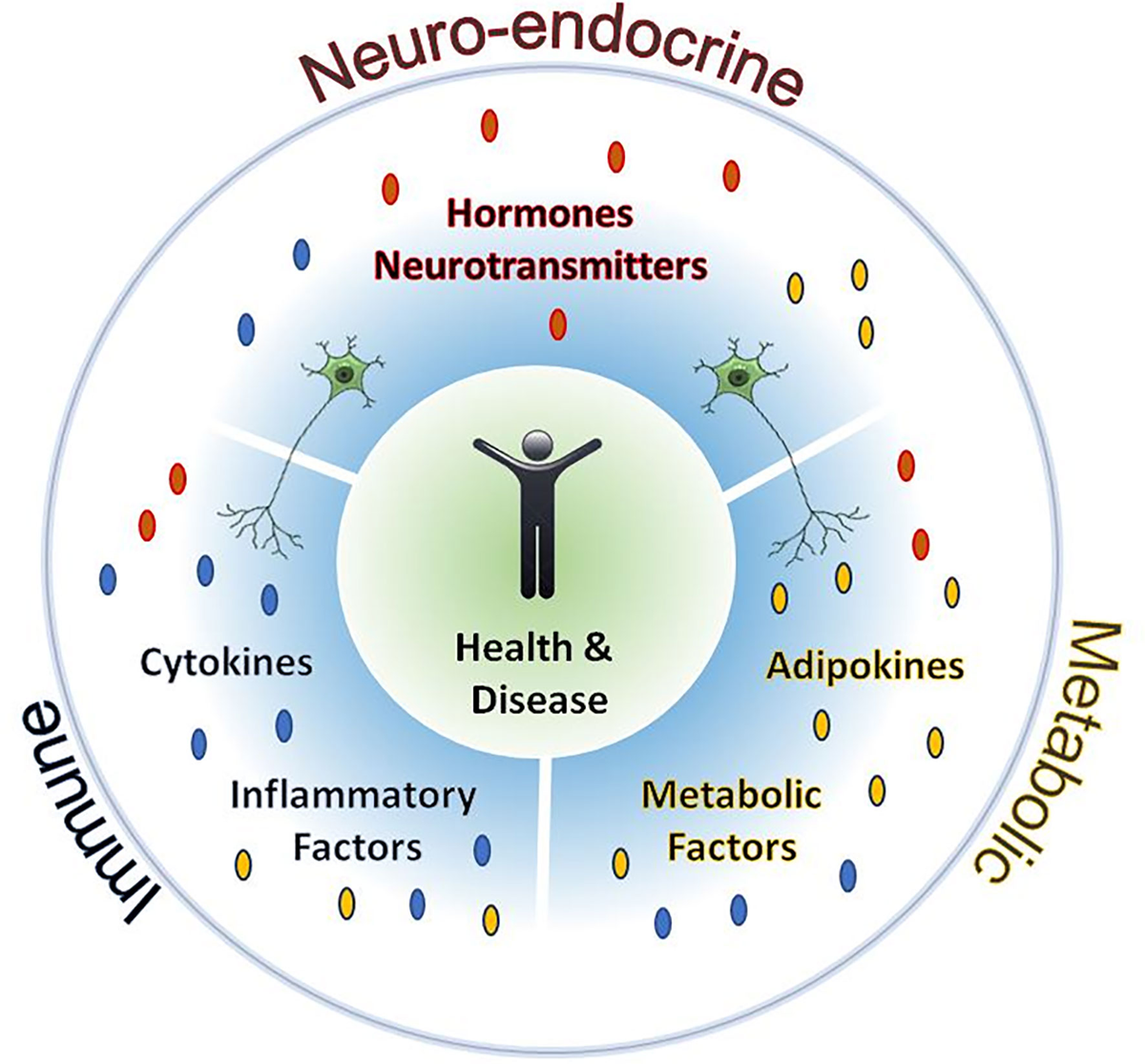 Frontiers | Editorial: Neuroendocrine-Immunological Interactions in ...