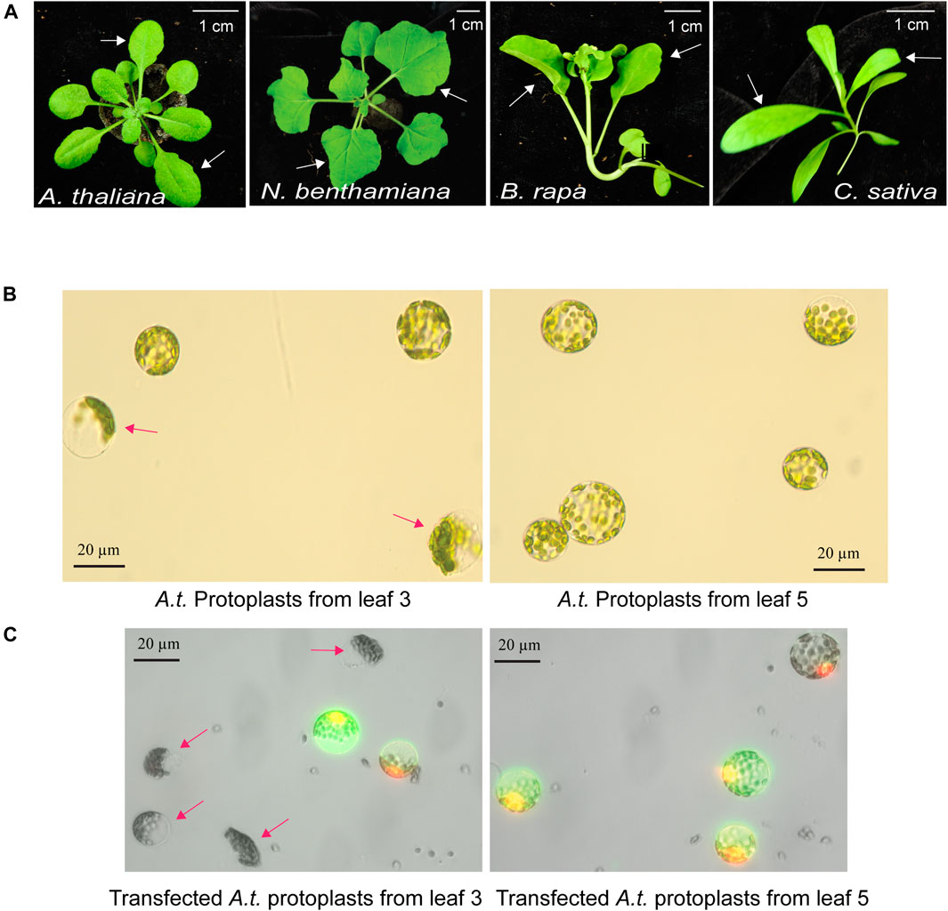 Frontiers | A Versatile and Efficient Plant Protoplast Platform for ...